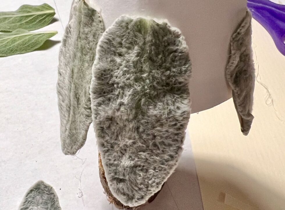 How to Make Small Christmas Trees with Fresh Lambs Ear - South House ...