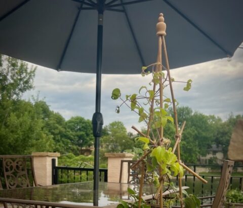 Make a Bamboo Trellis That's Quick, Easy and Really Cute! - South House ...