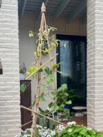 Make a Bamboo Trellis That's Quick, Easy and Really Cute! - South House ...