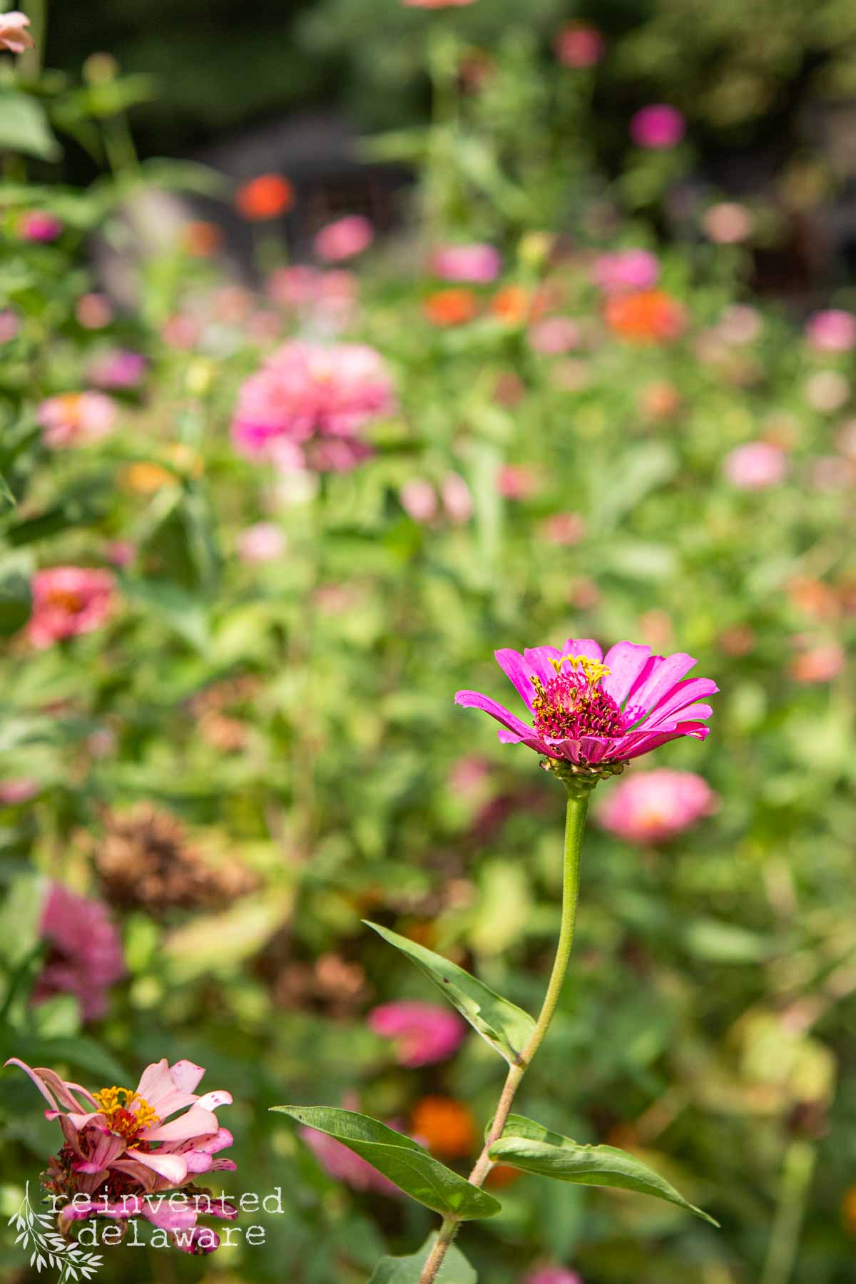 Great Ideas for Hosting a Friends Seed Sharing Swap Party - South House ...