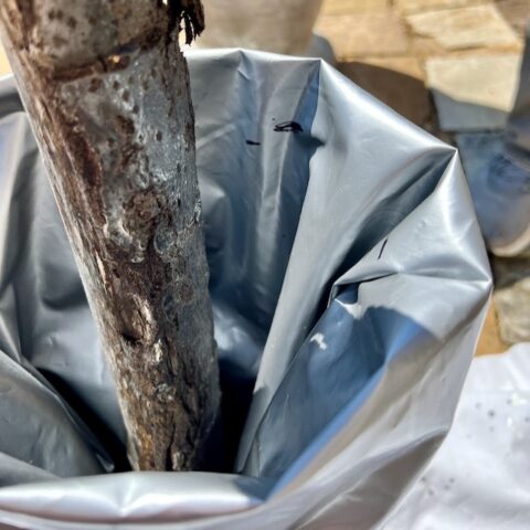 Easy DIY To Make a Creepy, Spooky Tree for Halloween - South House Designs